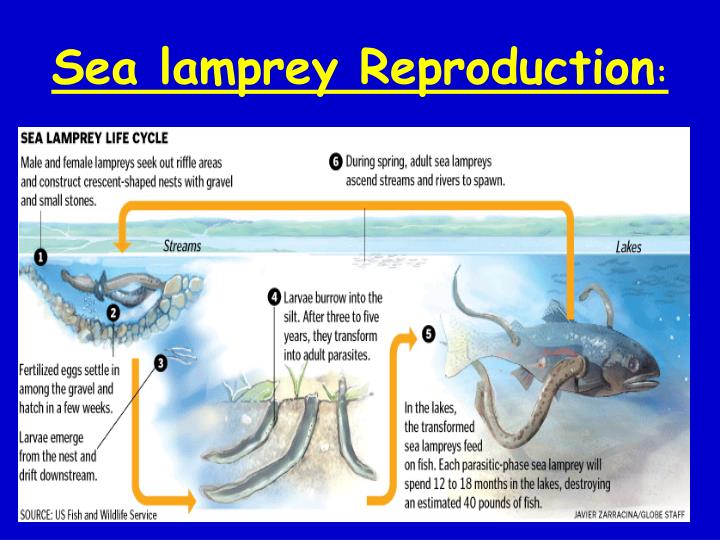 PPT - The Fishes: Vertebrate Success in Water PowerPoint Presentation ...