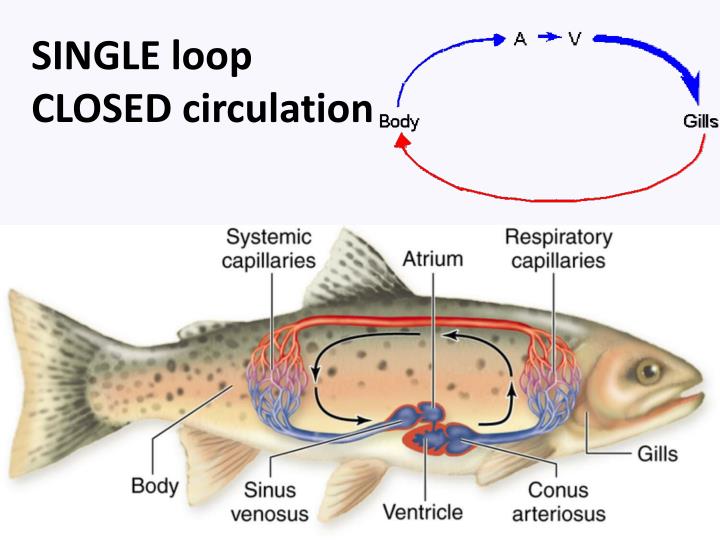 PPT - The Fishes: Vertebrate Success in Water PowerPoint Presentation ...