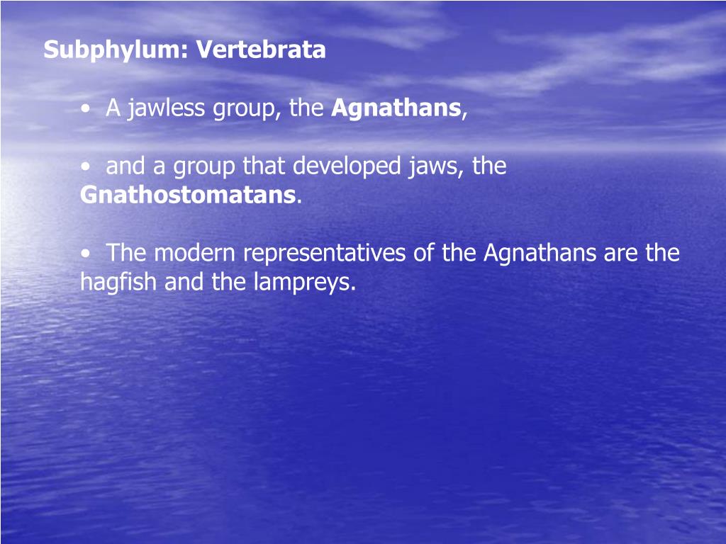 PPT - Subphylum: Vertebrata A jawless group, the Agnathans , PowerPoint Presentation - ID:6199740