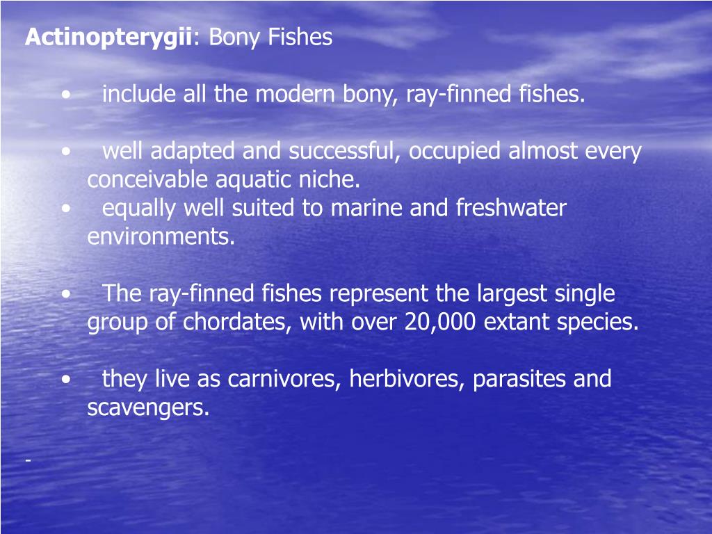 PPT - Subphylum: Vertebrata A jawless group, the Agnathans , PowerPoint Presentation - ID:6199740