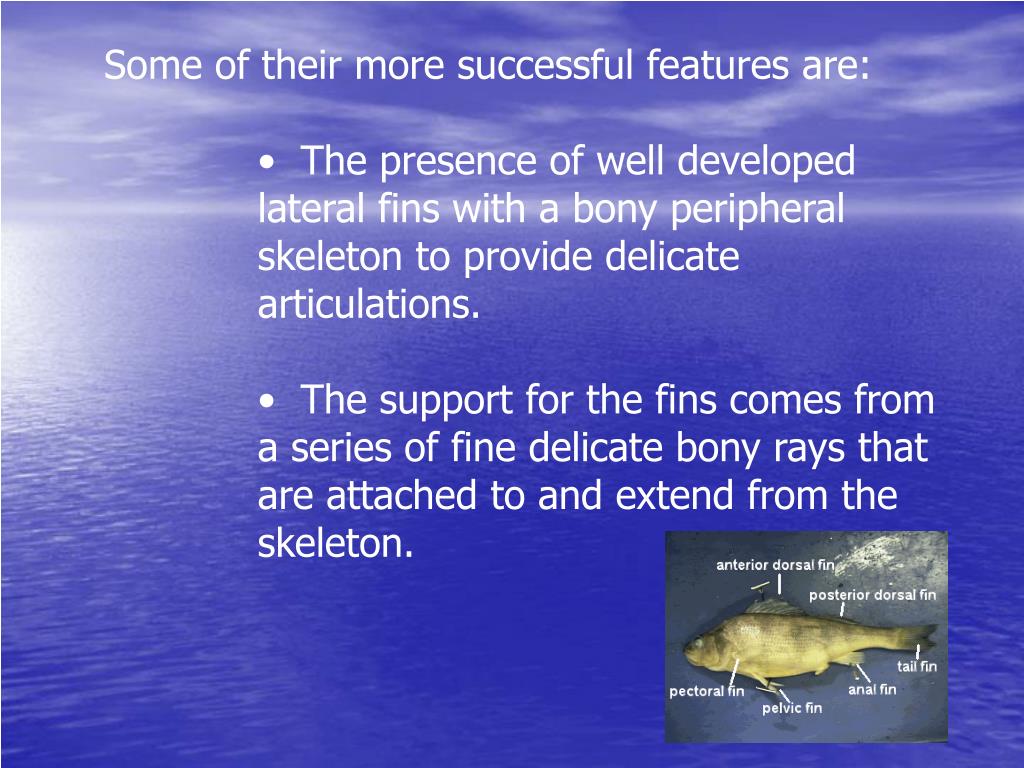 PPT - Subphylum: Vertebrata A jawless group, the Agnathans , PowerPoint Presentation - ID:6199740