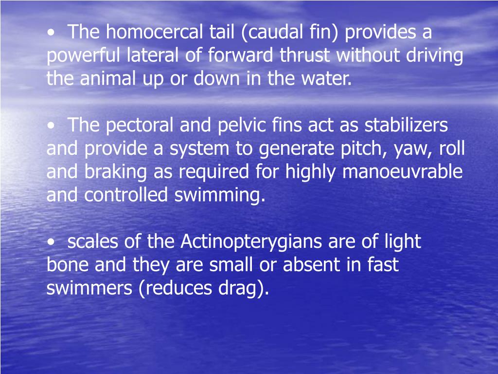 PPT - Subphylum: Vertebrata A jawless group, the Agnathans , PowerPoint Presentation - ID:6199740
