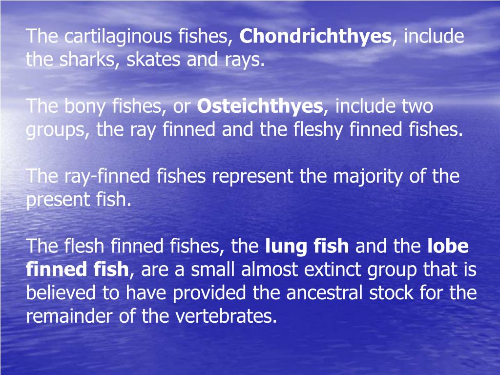 PPT - Subphylum: Vertebrata A jawless group, the Agnathans , PowerPoint Presentation - ID:6199740