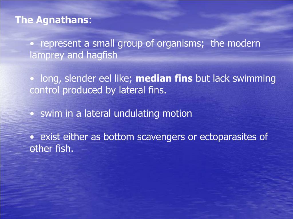 PPT - Subphylum: Vertebrata A jawless group, the Agnathans , PowerPoint Presentation - ID:6199740