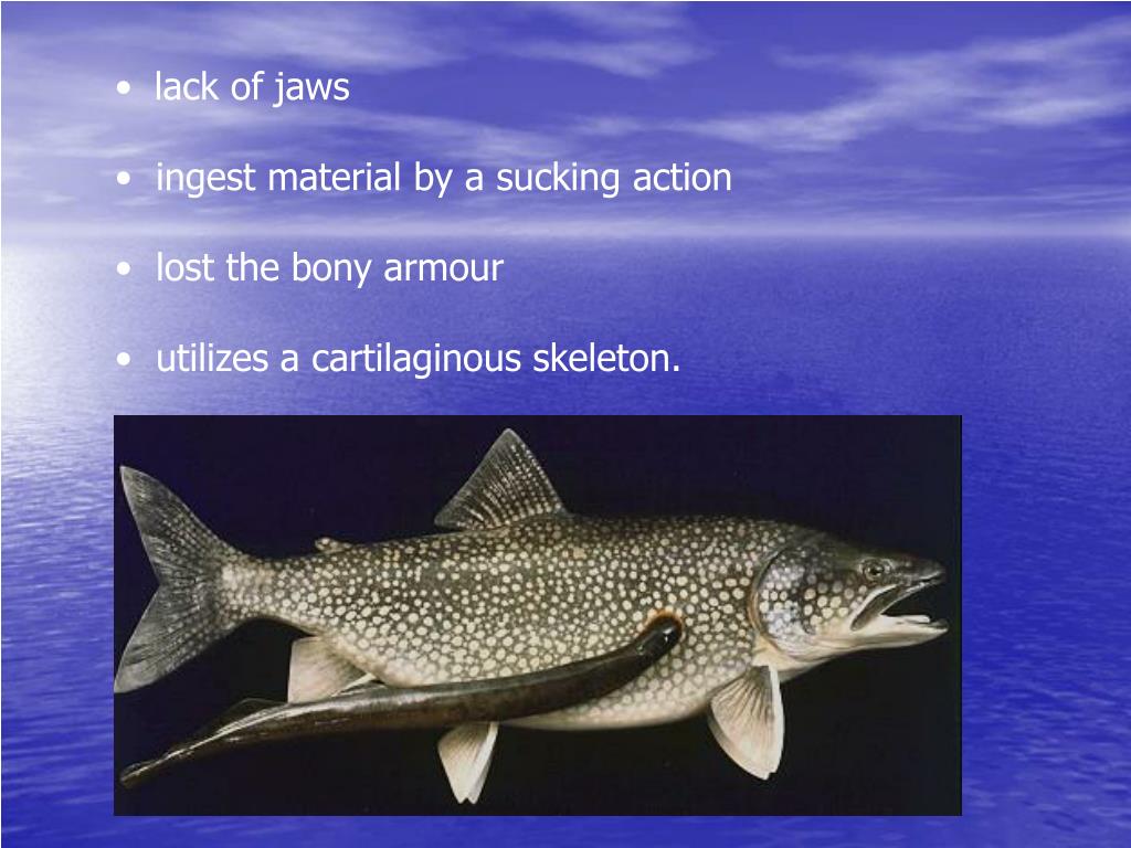 PPT - Subphylum: Vertebrata A jawless group, the Agnathans , PowerPoint Presentation - ID:6199740