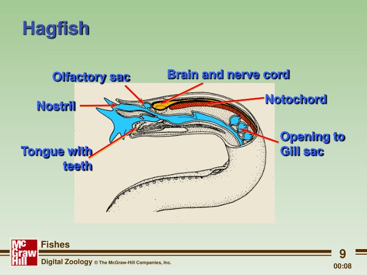 PPT - Fish: Taxonomy & Form and function of internal anatomy PowerPoint ...