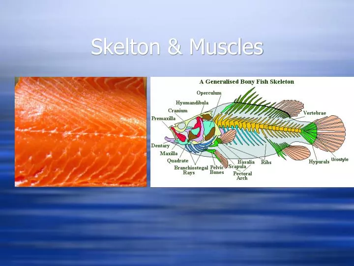 PPT - Skelton & Muscles PowerPoint Presentation, free download - ID:6200078