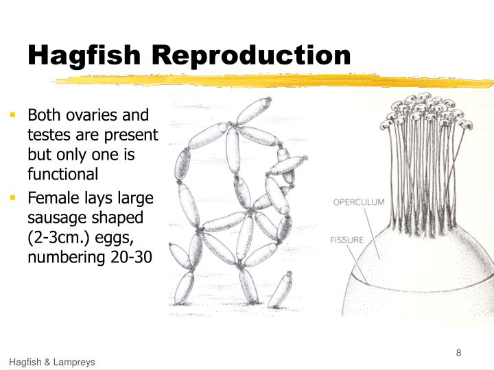 PPT - Lampreys and Hagfishes PowerPoint Presentation - ID:6200091