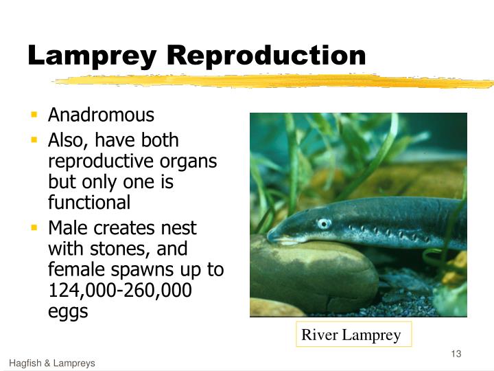 PPT - Lampreys and Hagfishes PowerPoint Presentation - ID:6200091