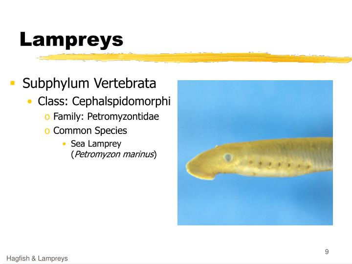 PPT - Lampreys and Hagfishes PowerPoint Presentation - ID:6200091
