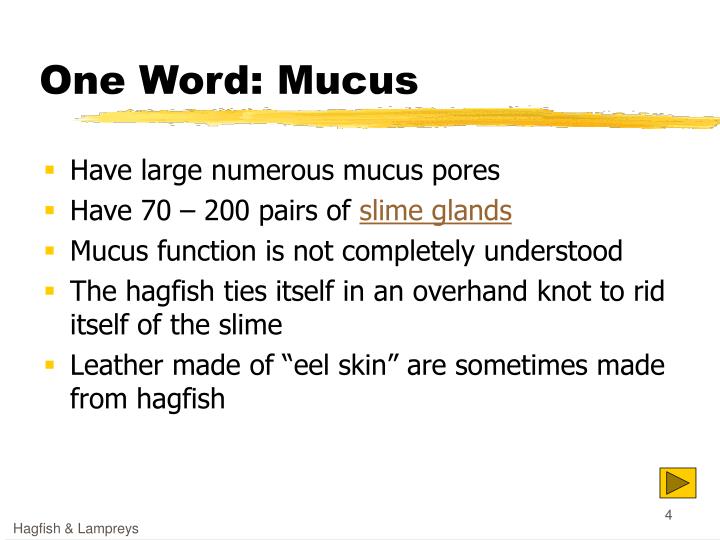 PPT - Lampreys and Hagfishes PowerPoint Presentation - ID:6200091