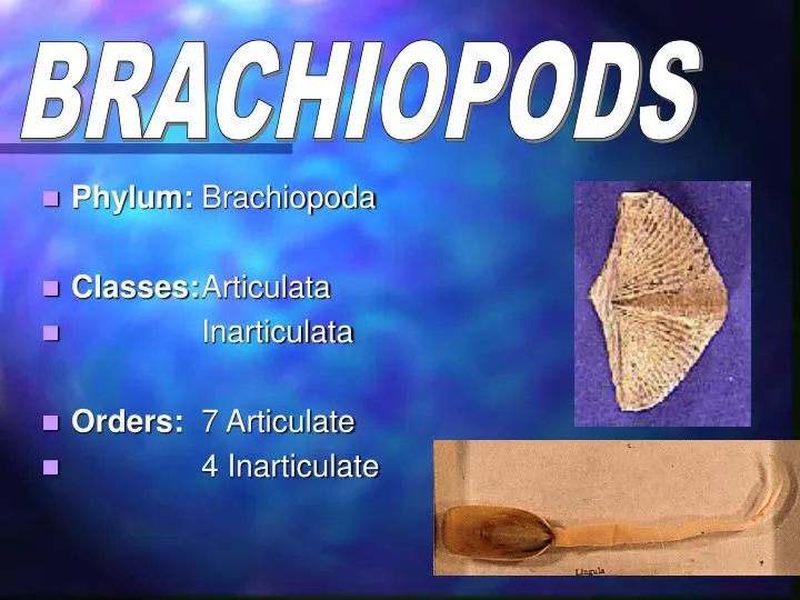 PPT - BRACHIOPODS PowerPoint Presentation, free download - ID:6200607