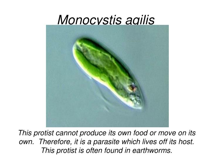 PPT - Leishmania donovani PowerPoint Presentation - ID:6200634
