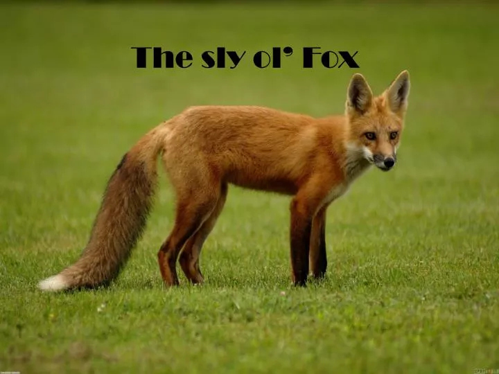 PPT - The sly ol ’ Fox PowerPoint Presentation, free download - ID:6201740