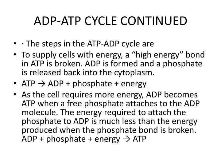 PPT - ADP-ATP CYCLE PowerPoint Presentation - ID:6202240