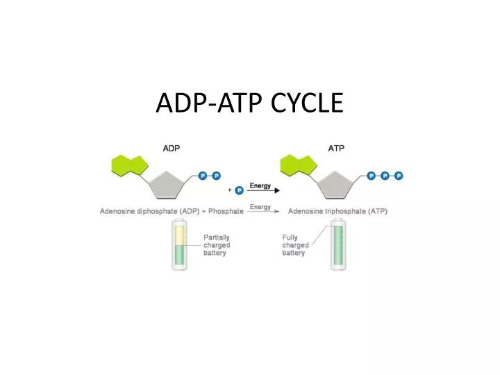 PPT - ADP-ATP CYCLE PowerPoint Presentation, free download - ID:6202240