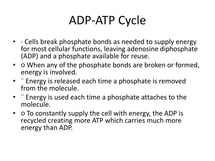 PPT - ADP-ATP CYCLE PowerPoint Presentation - ID:6202240