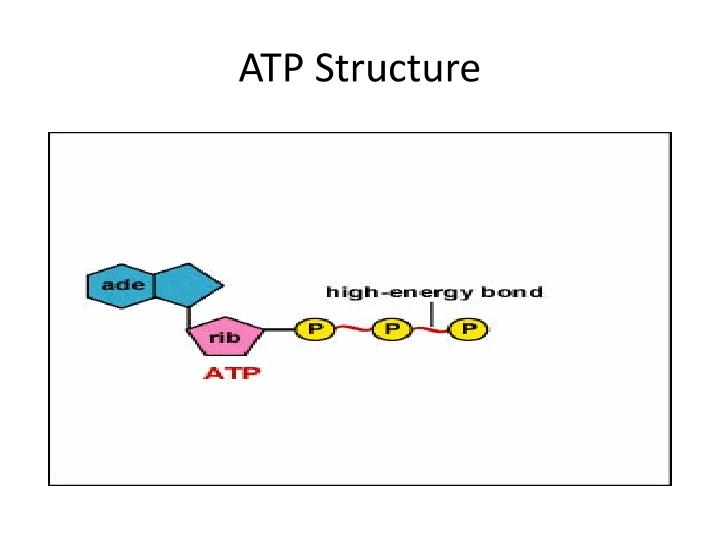 PPT - ADP-ATP CYCLE PowerPoint Presentation - ID:6202240
