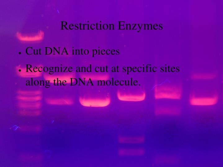 PPT - Restriction Enzymes & Gel Electrophoresis PowerPoint Presentation ...