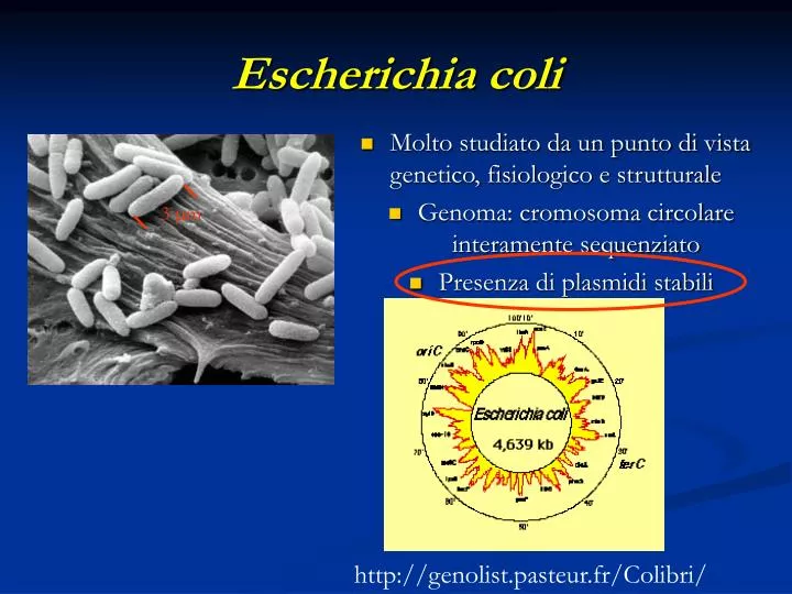 PPT - Escherichia coli PowerPoint Presentation, free download - ID:6202733