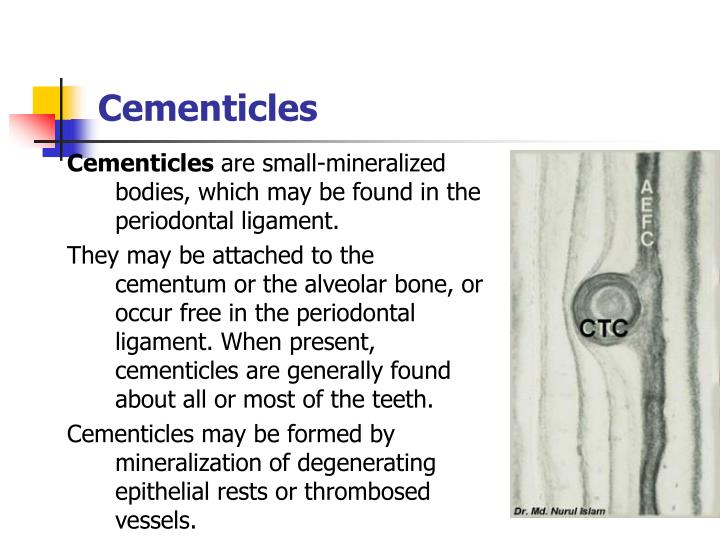 PPT - Tissue of the teeth PowerPoint Presentation - ID:6203841