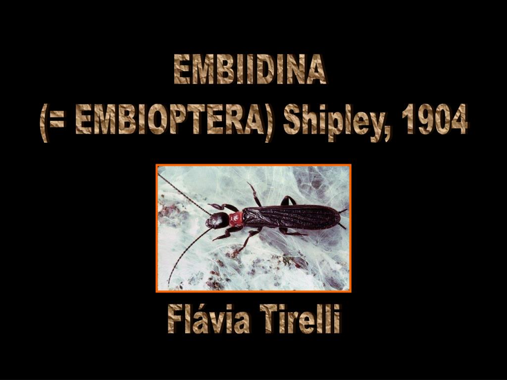PPT - EMBIIDINA (= EMBIOPTERA) Shipley, 1904 Flávia Tirelli PowerPoint ...