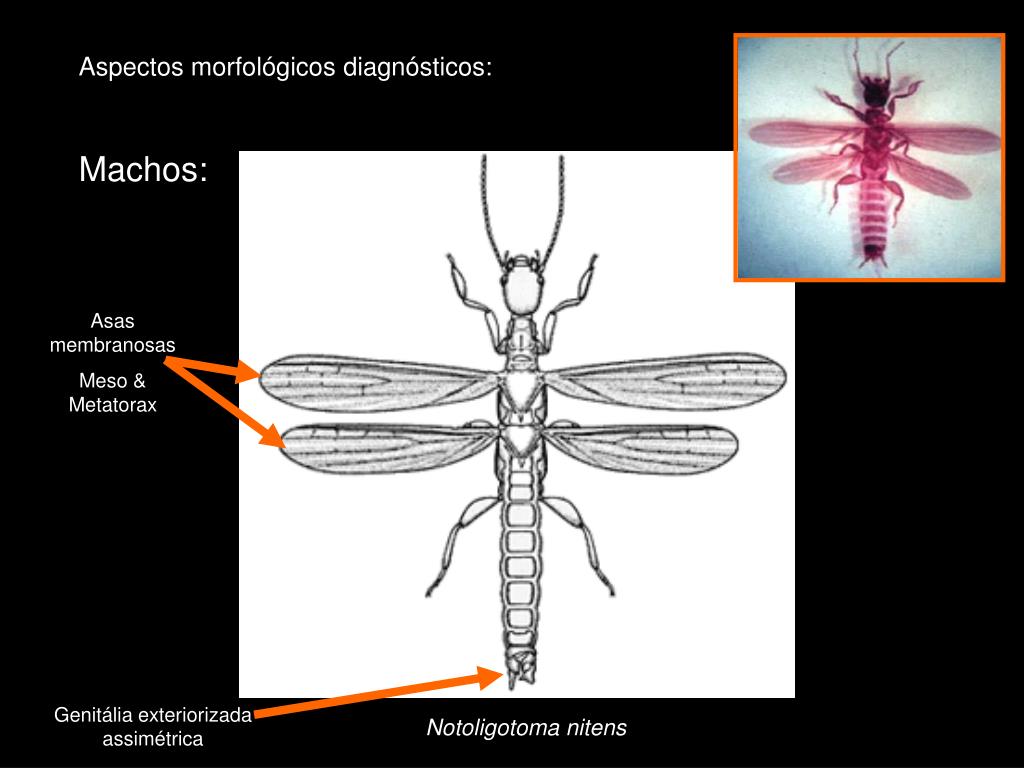 PPT - EMBIIDINA (= EMBIOPTERA) Shipley, 1904 Flávia Tirelli PowerPoint ...