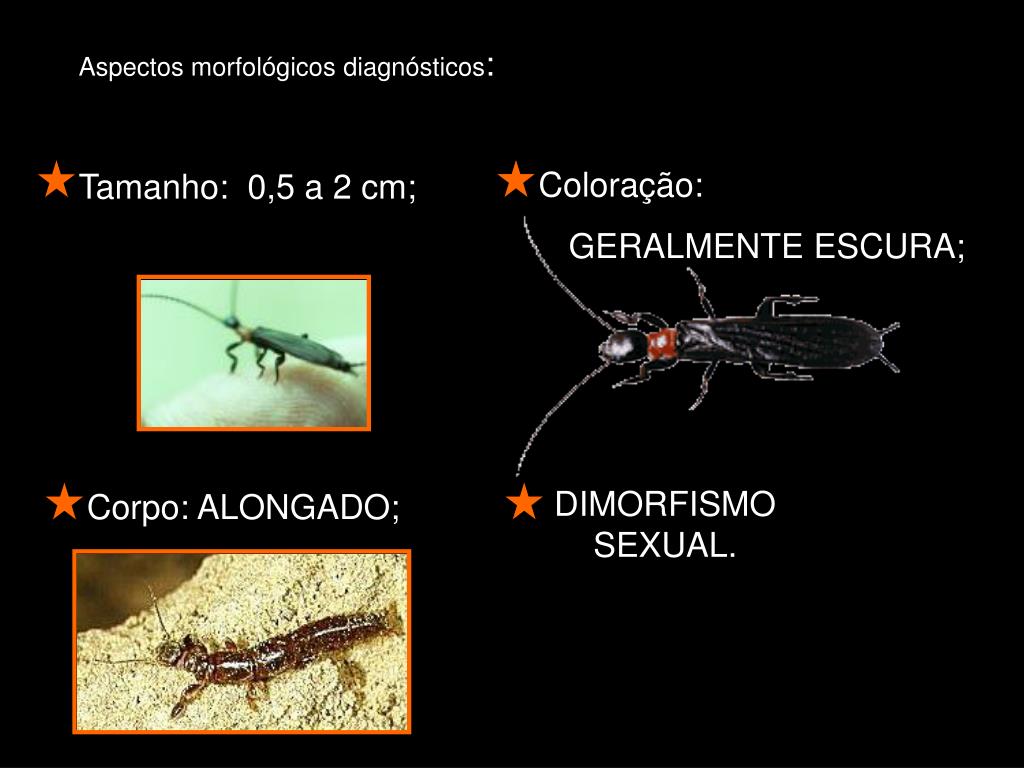 PPT - EMBIIDINA (= EMBIOPTERA) Shipley, 1904 Flávia Tirelli PowerPoint ...