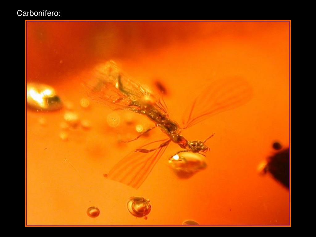 PPT - EMBIIDINA (= EMBIOPTERA) Shipley, 1904 Flávia Tirelli PowerPoint ...