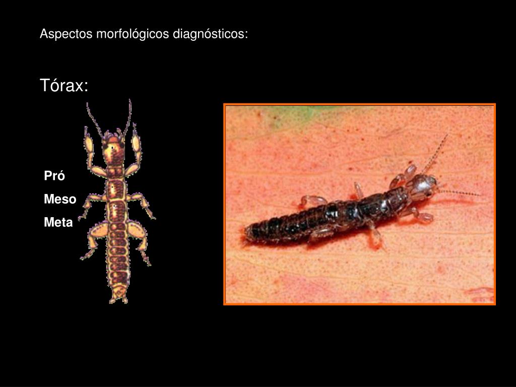 PPT - EMBIIDINA (= EMBIOPTERA) Shipley, 1904 Flávia Tirelli PowerPoint ...