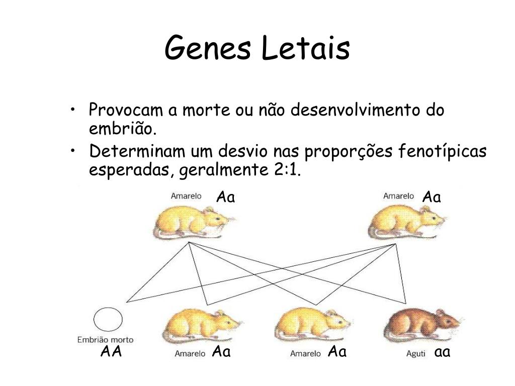 PPT - Genética Básica PowerPoint Presentation, free download - ID:6204946