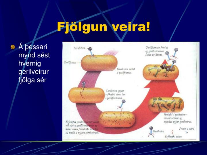 PPT - Veirur og dreifkjörungar! PowerPoint Presentation - ID:6204951