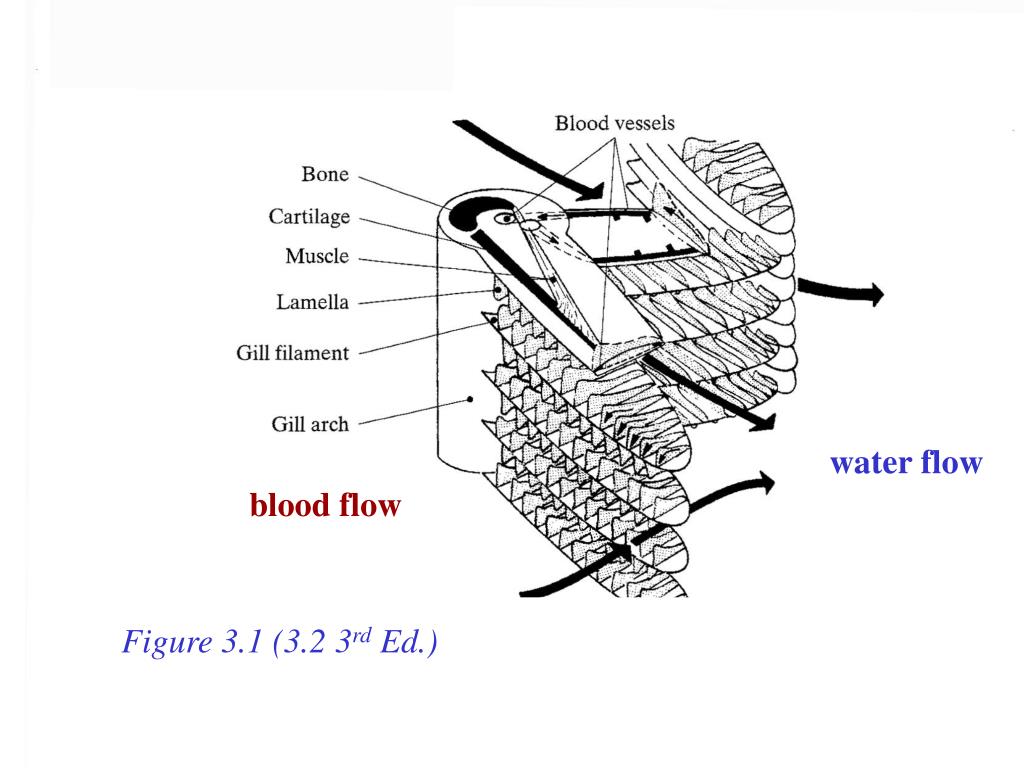 PPT - Aquatic Physiology Respiration gill diffusion hemoglobin pH ...