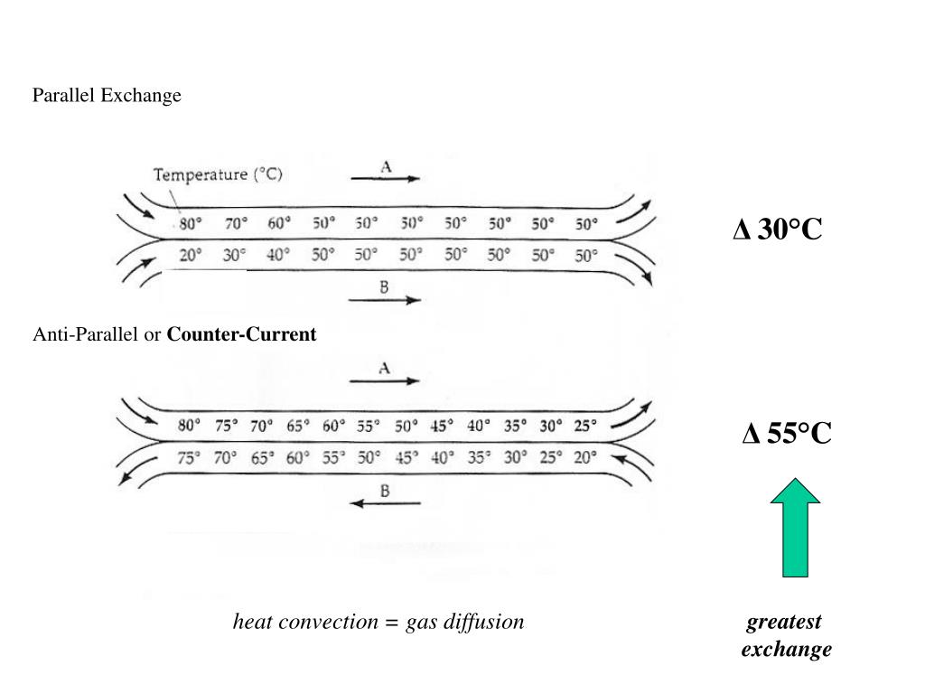 PPT - Aquatic Physiology Respiration gill diffusion hemoglobin pH ...
