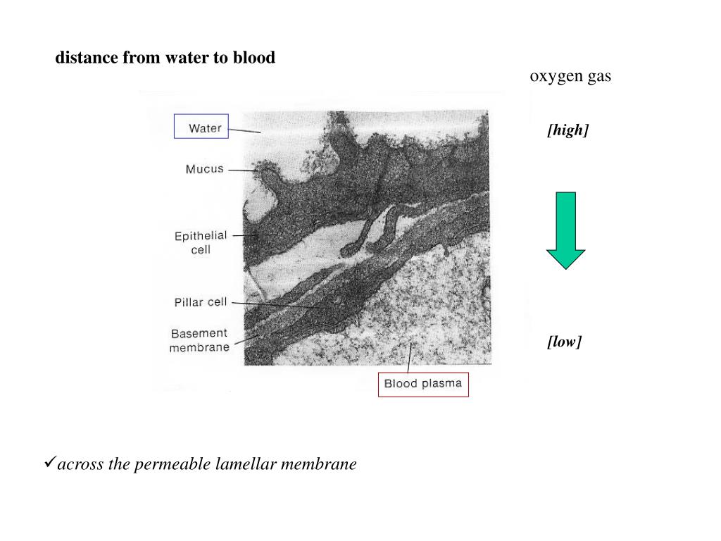PPT - Aquatic Physiology Respiration gill diffusion hemoglobin pH ...