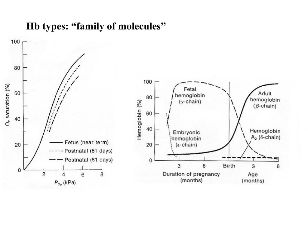 PPT - Aquatic Physiology Respiration gill diffusion hemoglobin pH ...