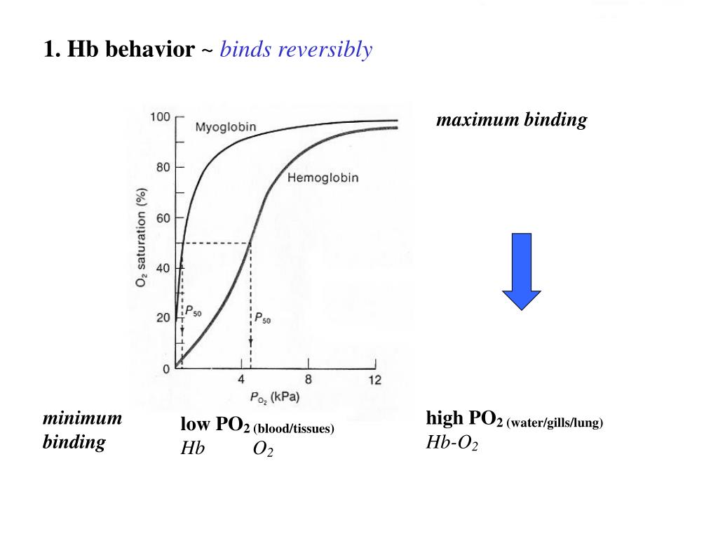PPT - Aquatic Physiology Respiration gill diffusion hemoglobin pH ...