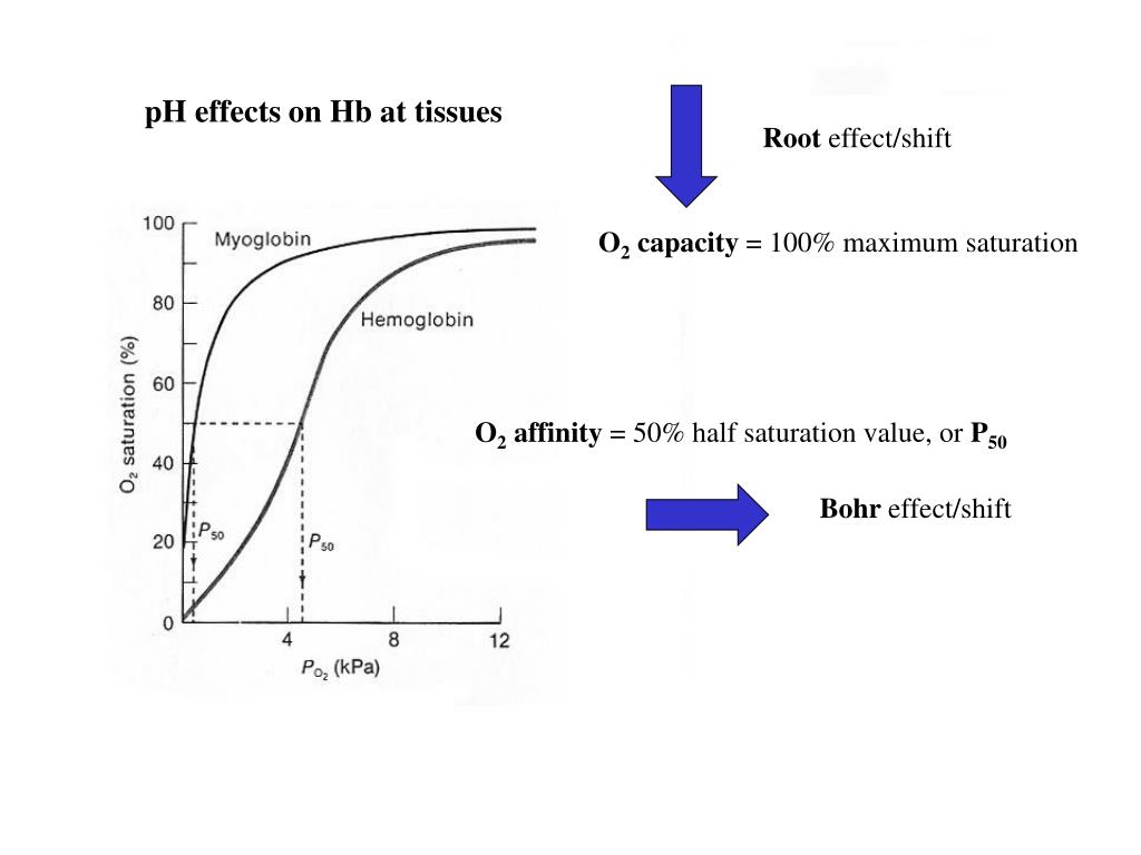 PPT - Aquatic Physiology Respiration gill diffusion hemoglobin pH ...