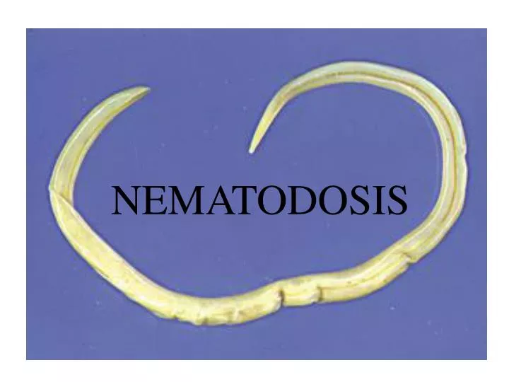 PPT - NEMATOD OSIS PowerPoint Presentation, free download - ID:6205511