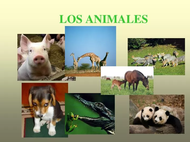 PPT - LOS ANIMALES PowerPoint Presentation, free download - ID:6206953