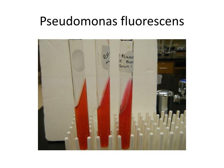 PPT - TSI Agar and Biochemical ID Labs PowerPoint Presentation - ID:6207088