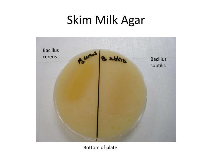 PPT - TSI Agar and Biochemical ID Labs PowerPoint Presentation - ID:6207088