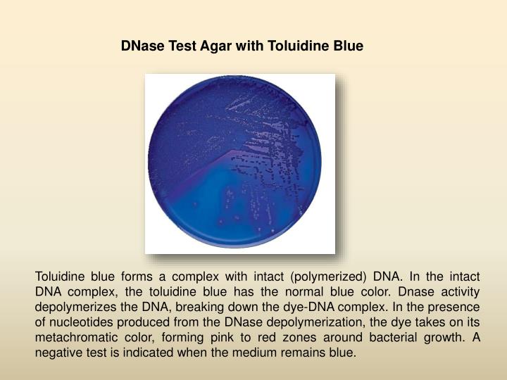 PPT - Isolation and Identification of Staphylococci PowerPoint ...