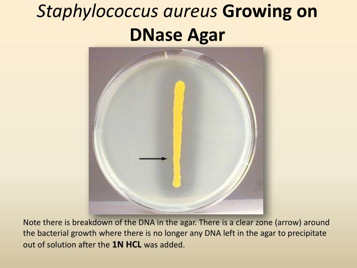 PPT - Isolation and Identification of Staphylococci PowerPoint ...