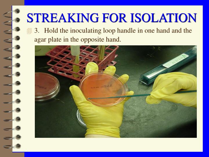 PPT - STREAKING AN AGAR PLATE FOR ISOLATION OF BACTERIAL COLONIES ...
