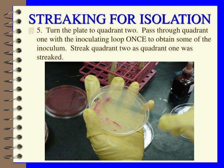PPT - STREAKING AN AGAR PLATE FOR ISOLATION OF BACTERIAL COLONIES ...