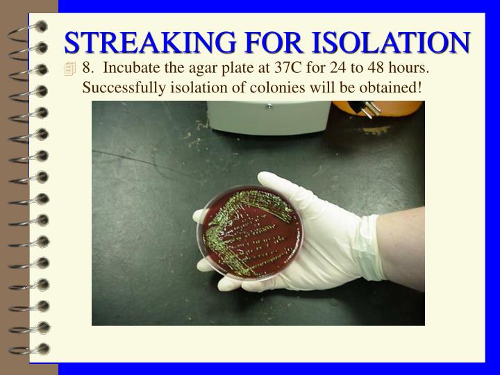 PPT - STREAKING AN AGAR PLATE FOR ISOLATION OF BACTERIAL COLONIES ...