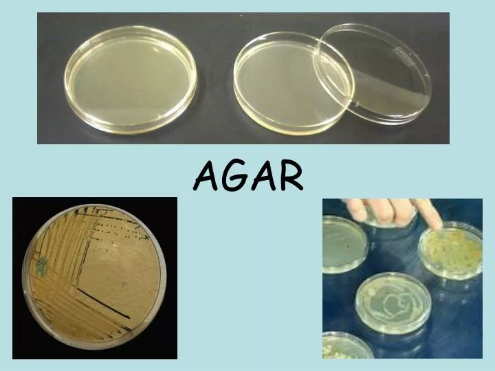 PPT - AGAR PowerPoint Presentation, free download - ID:6207678