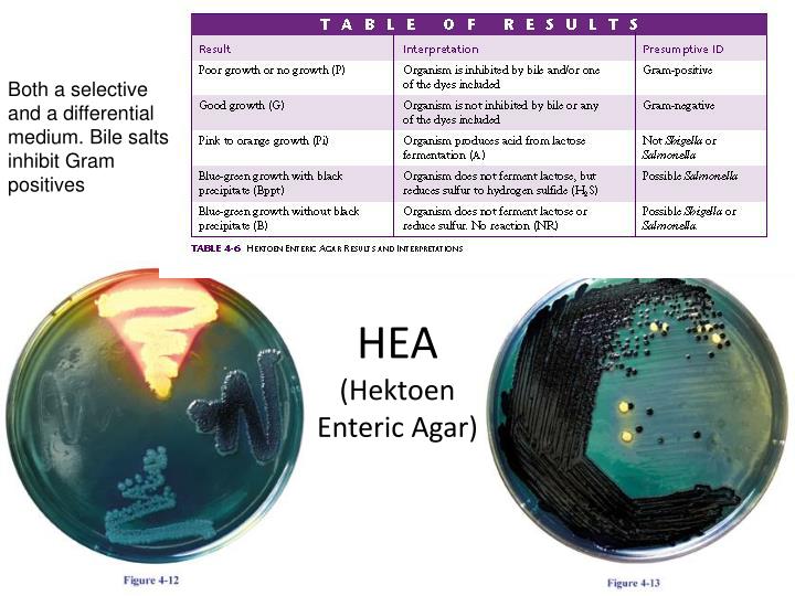 PPT - Selective and Differential Media PowerPoint Presentation - ID:6207891