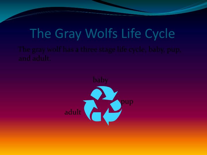 PPT - The Gray Wolf PowerPoint Presentation - ID:6208041